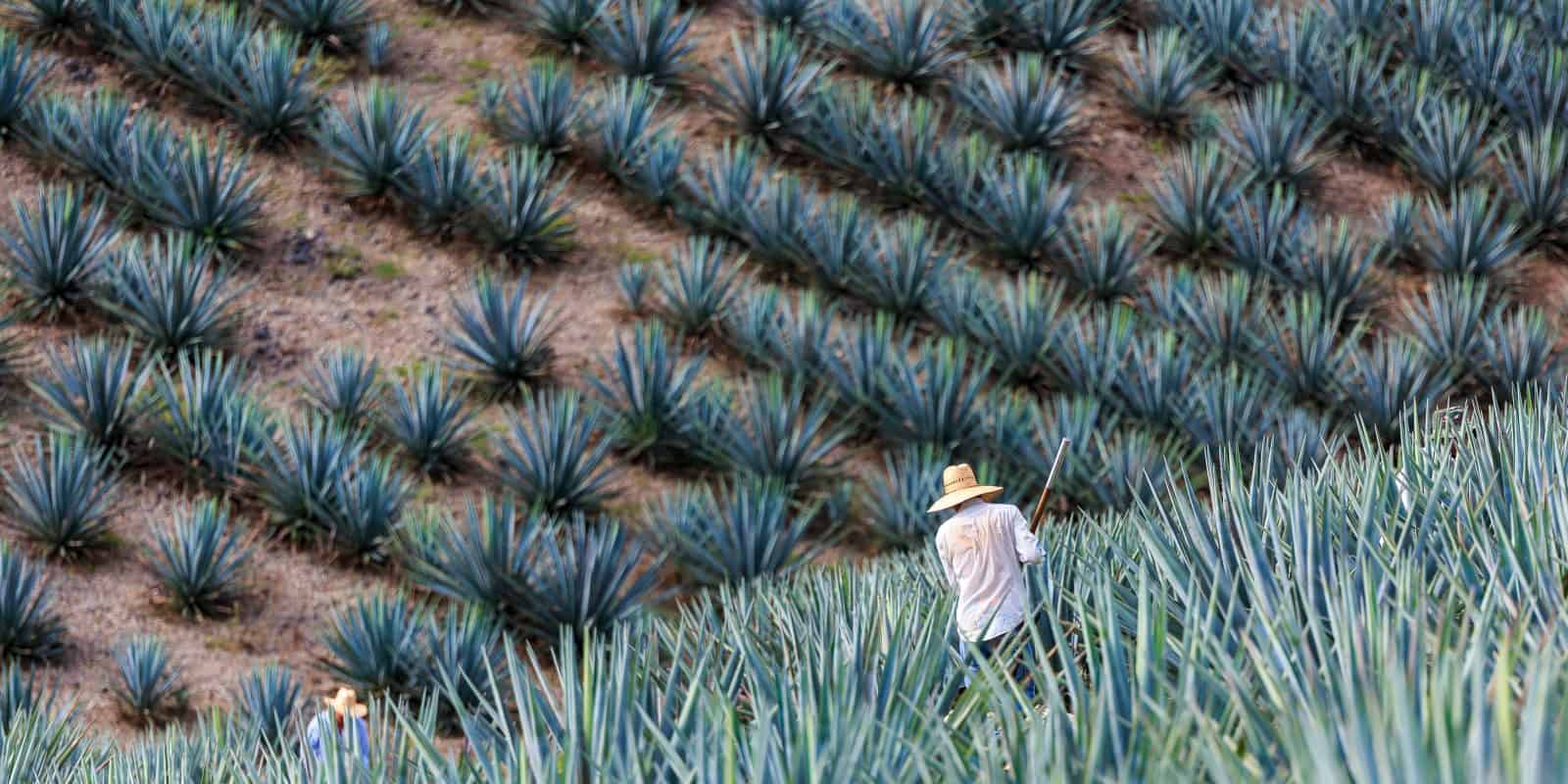 The Tequila Boom & The Agave Crisis – A Relentless Cycle Of Give And ...